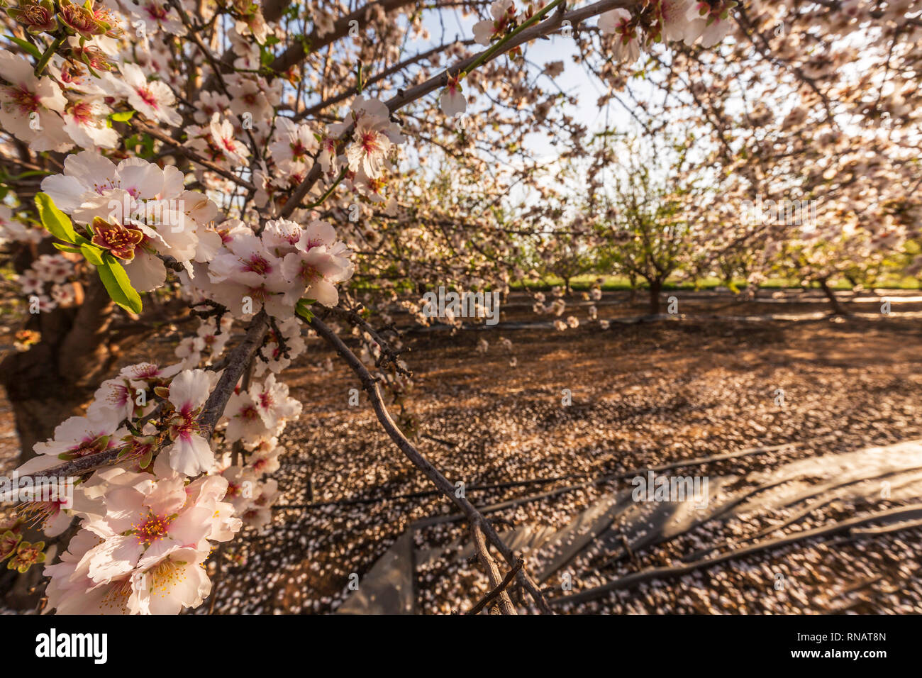 almond plantation, Israel Stock Photo - Alamy