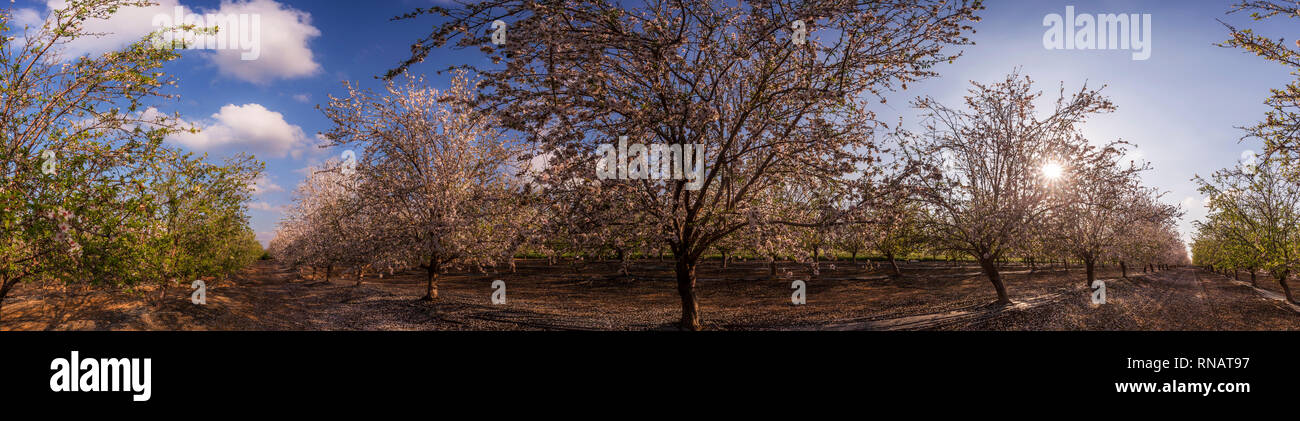 almond plantation, Israel Stock Photo - Alamy