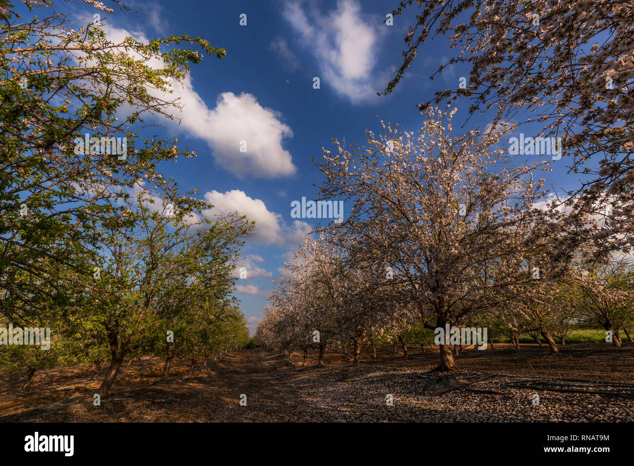 almond plantation, Israel Stock Photo - Alamy