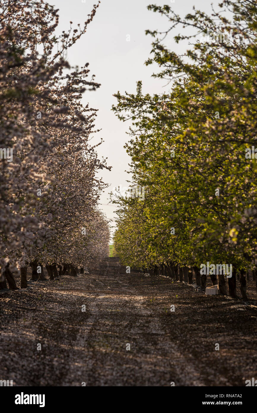 almond plantation, Israel Stock Photo - Alamy