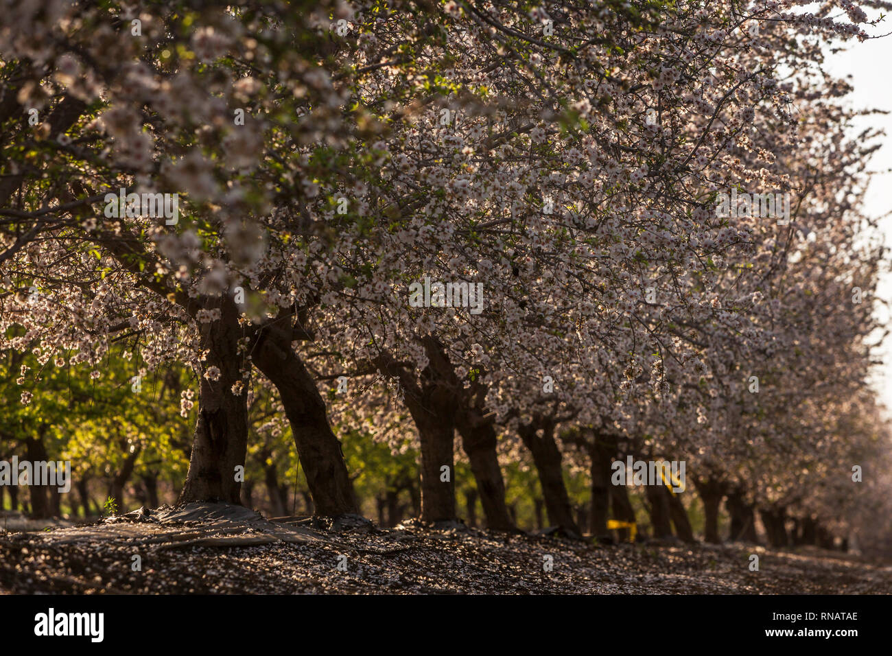 almond plantation, Israel Stock Photo - Alamy