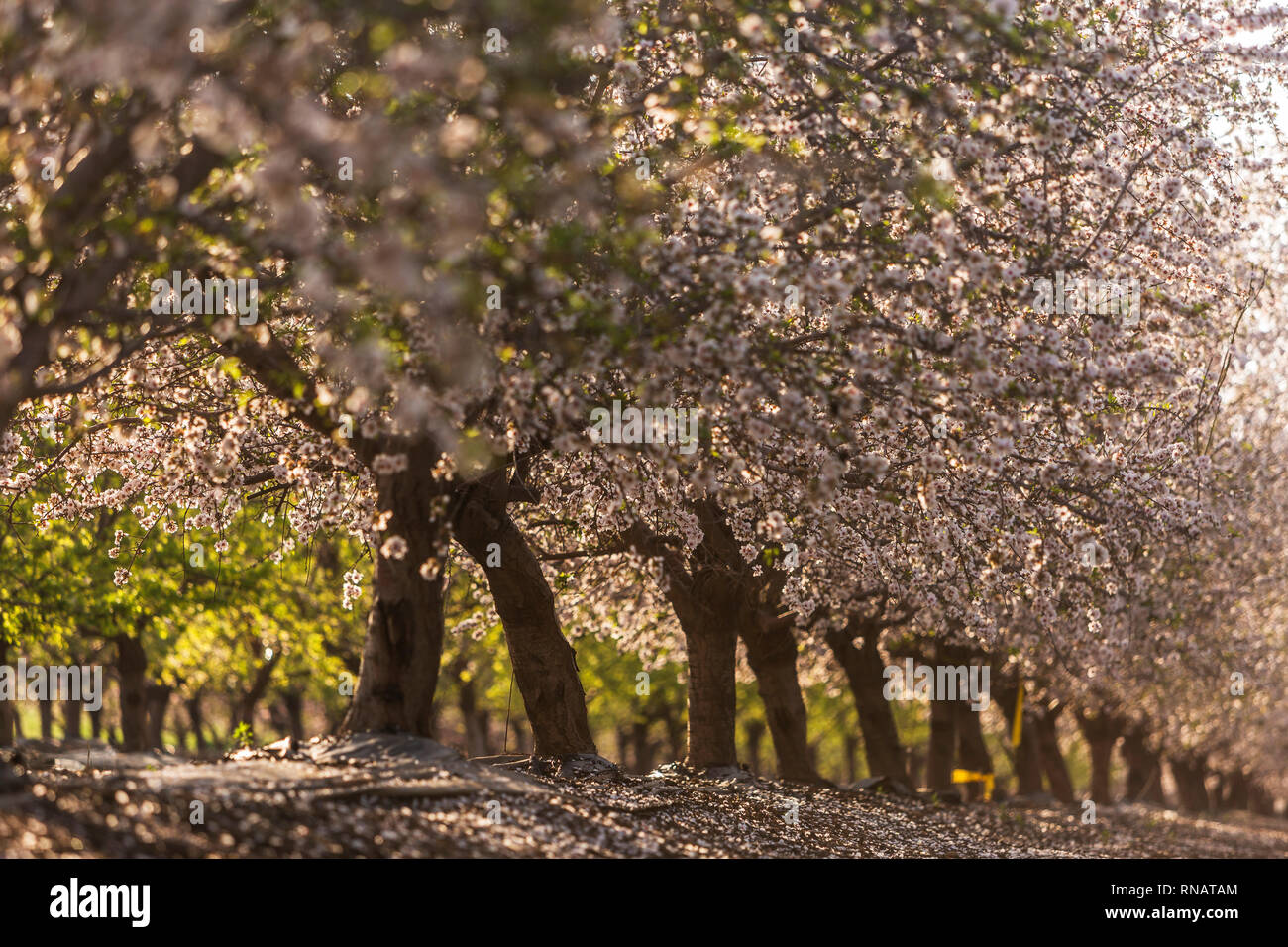 almond plantation, Israel Stock Photo - Alamy