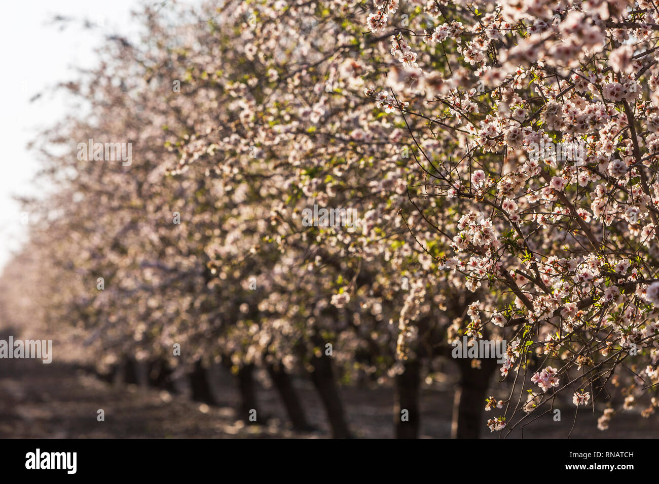 almond plantation, Israel Stock Photo - Alamy