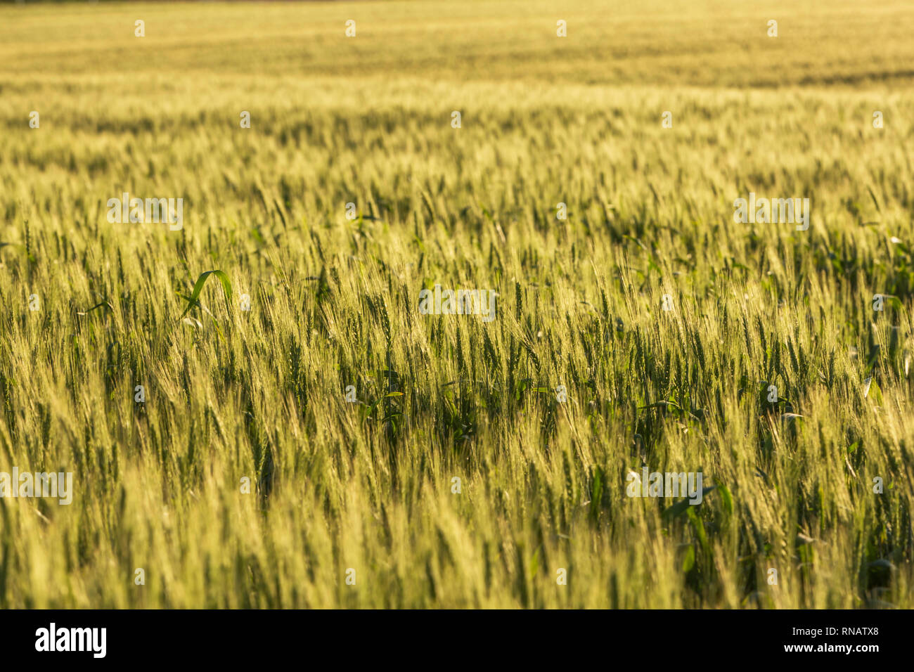 Israel photos hi-res stock photography and images - Alamy