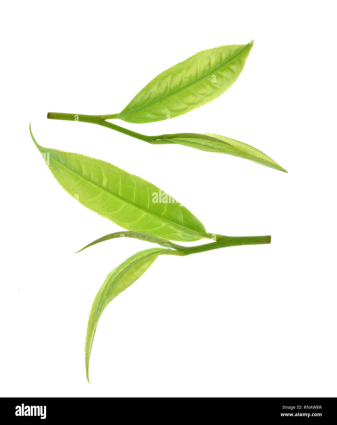 Top view of green tea leaf isolated on white background Stock Photo - Alamy