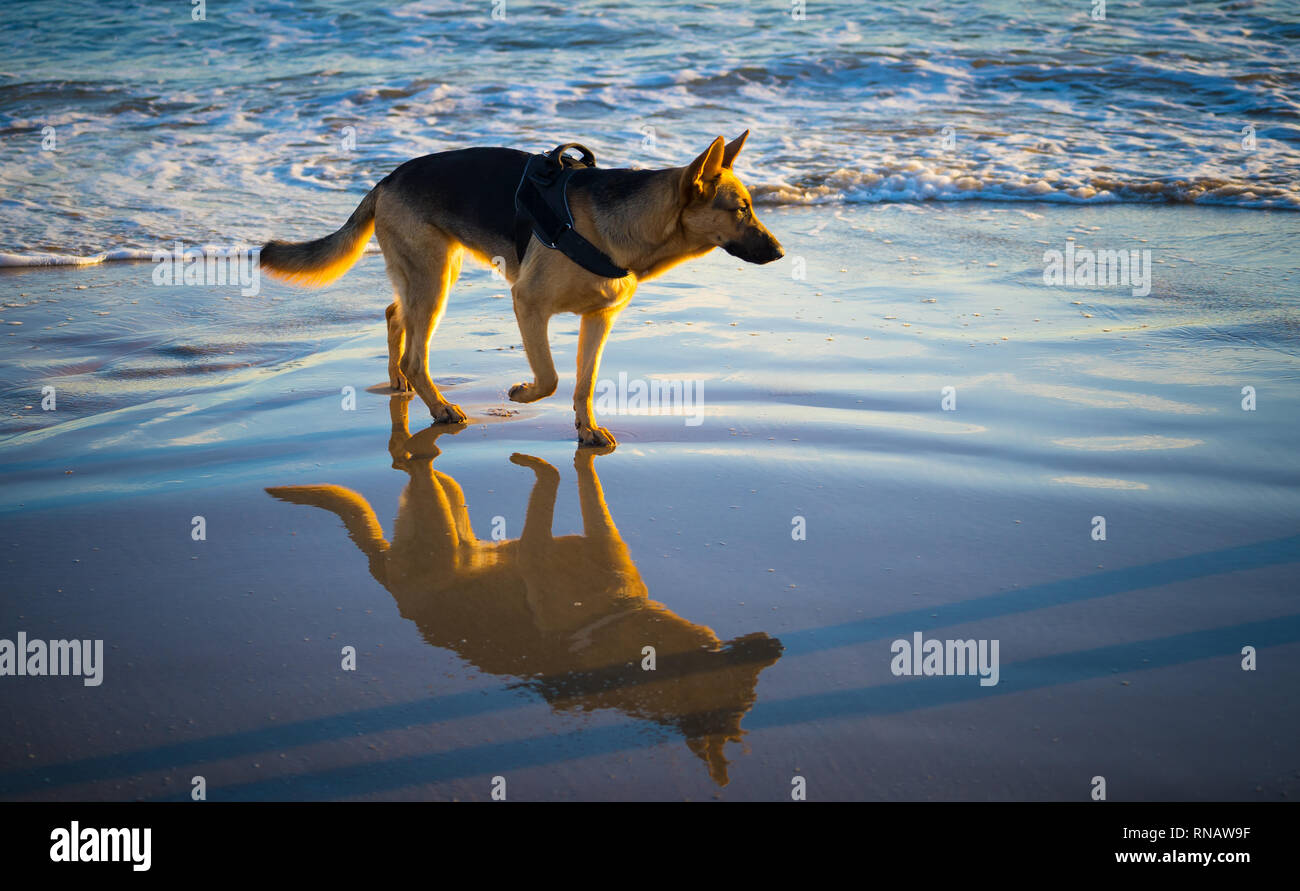 Beautiful Light German Shepherd