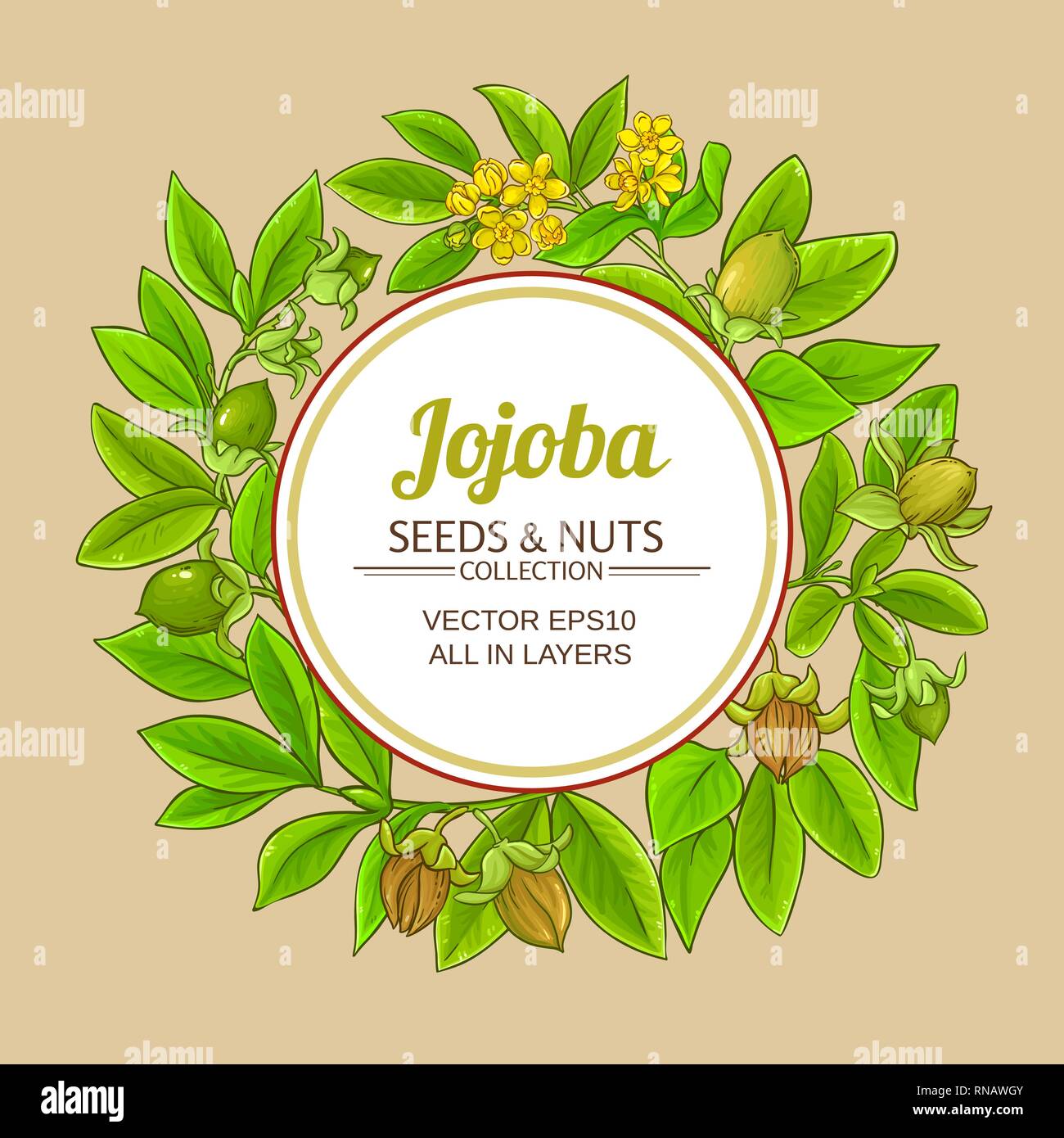 jojoba vector frame on color background Stock Vector Image & Art - Alamy