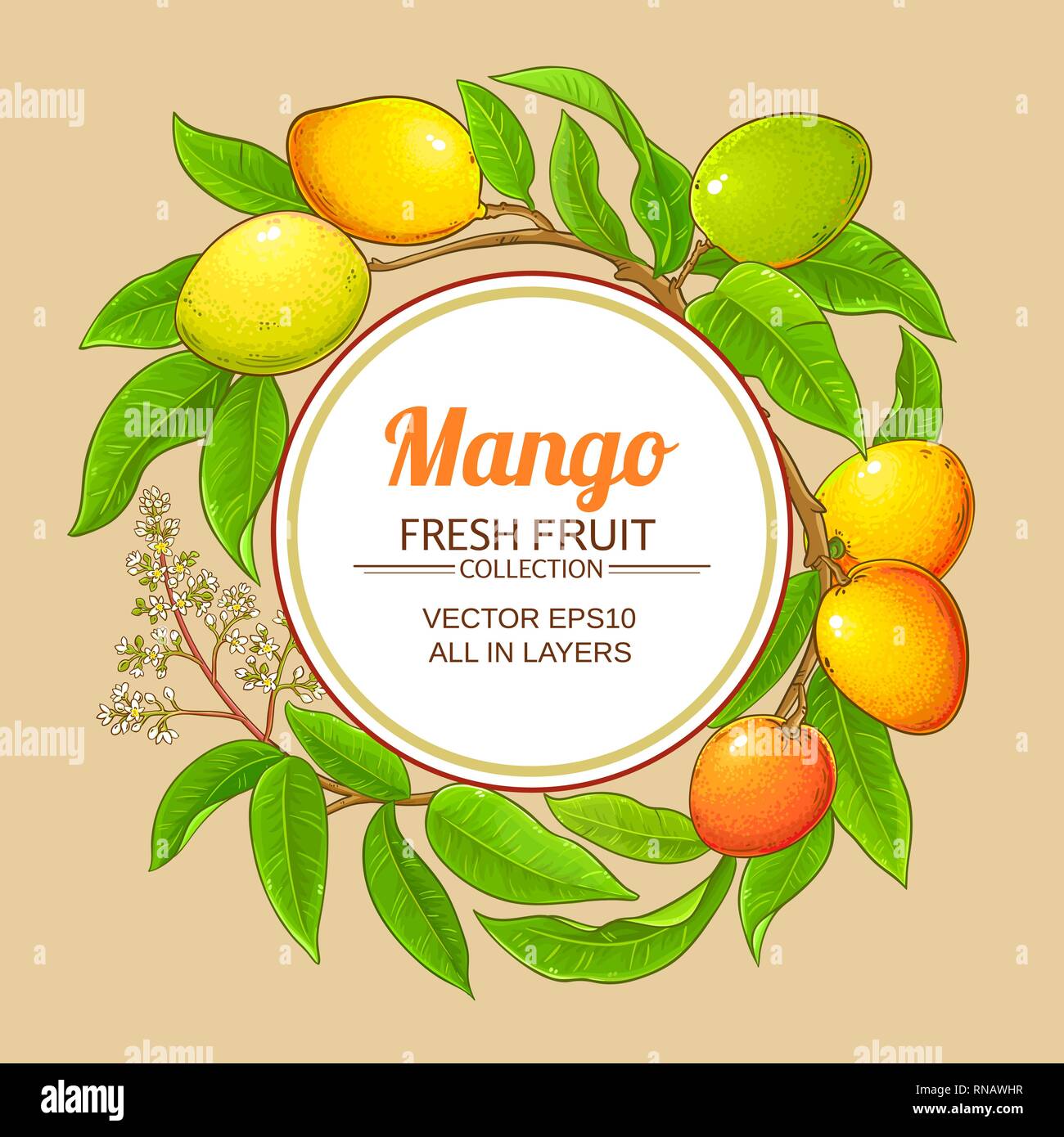 mango vector frame on color background Stock Vector Image & Art - Alamy