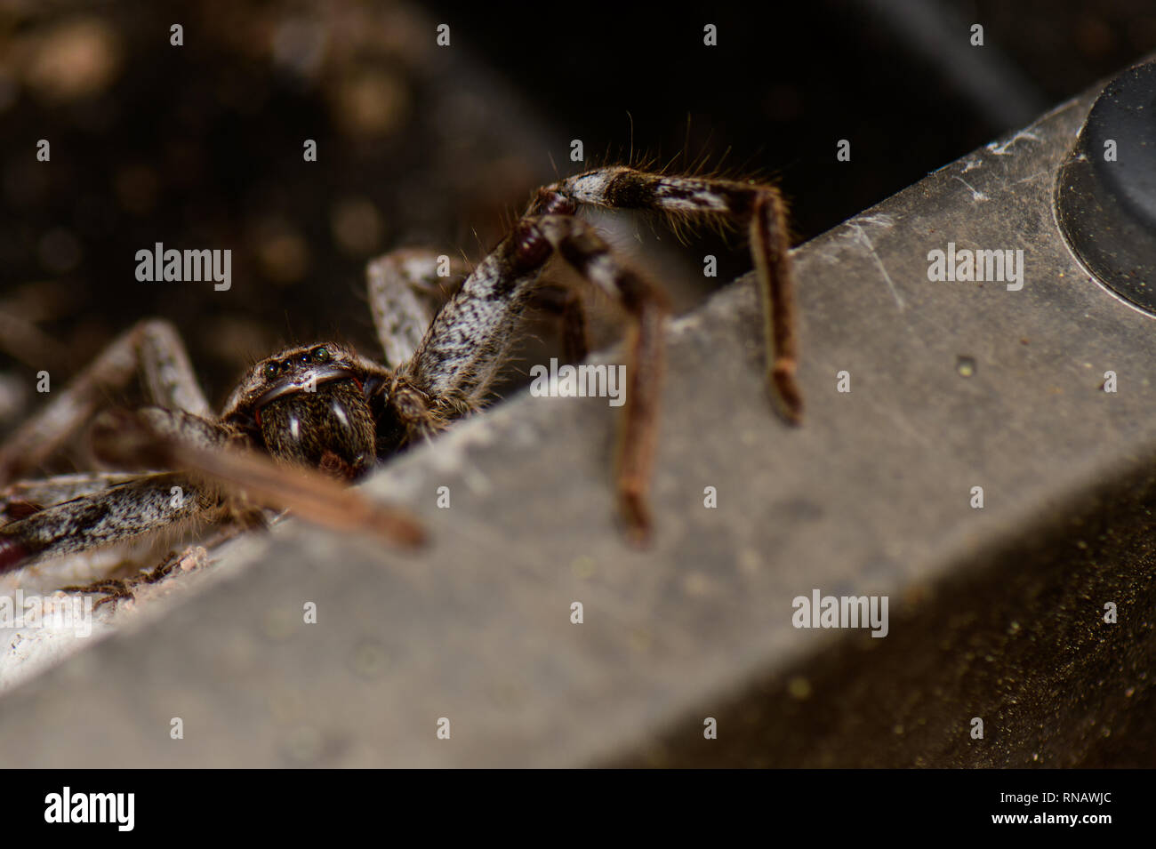 Angry spider hi-res stock photography and images - Alamy