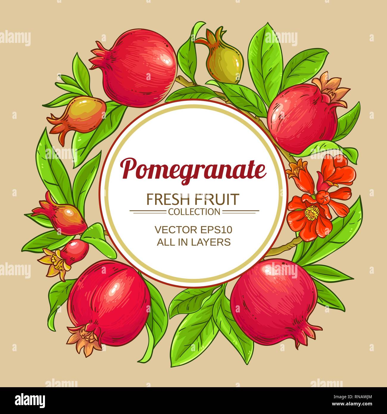 pomegranate vector frame on color background Stock Vector Image & Art ...
