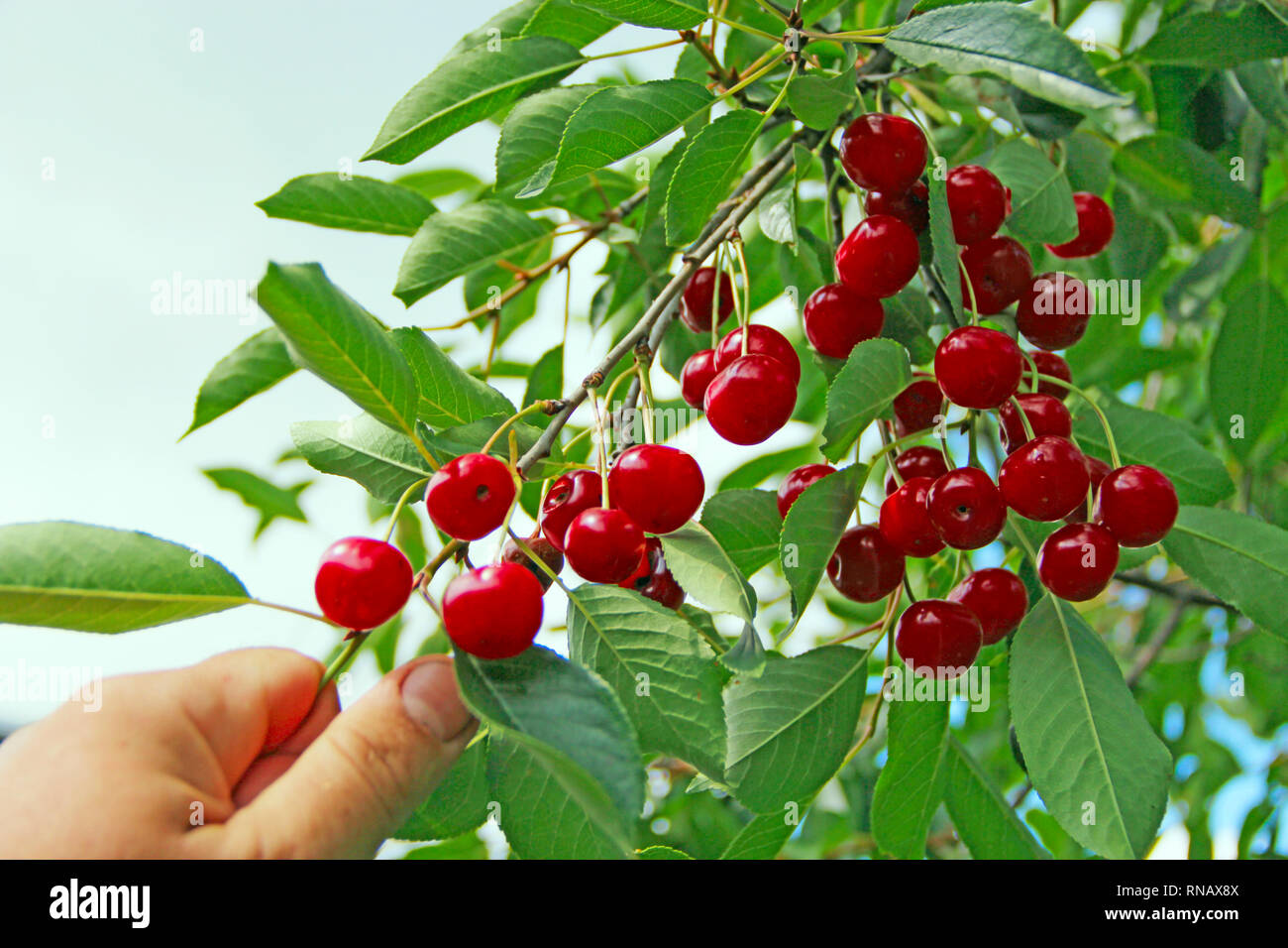 Human hand plucking ripe cherry from tree. Berries of cherry. Cherry ...