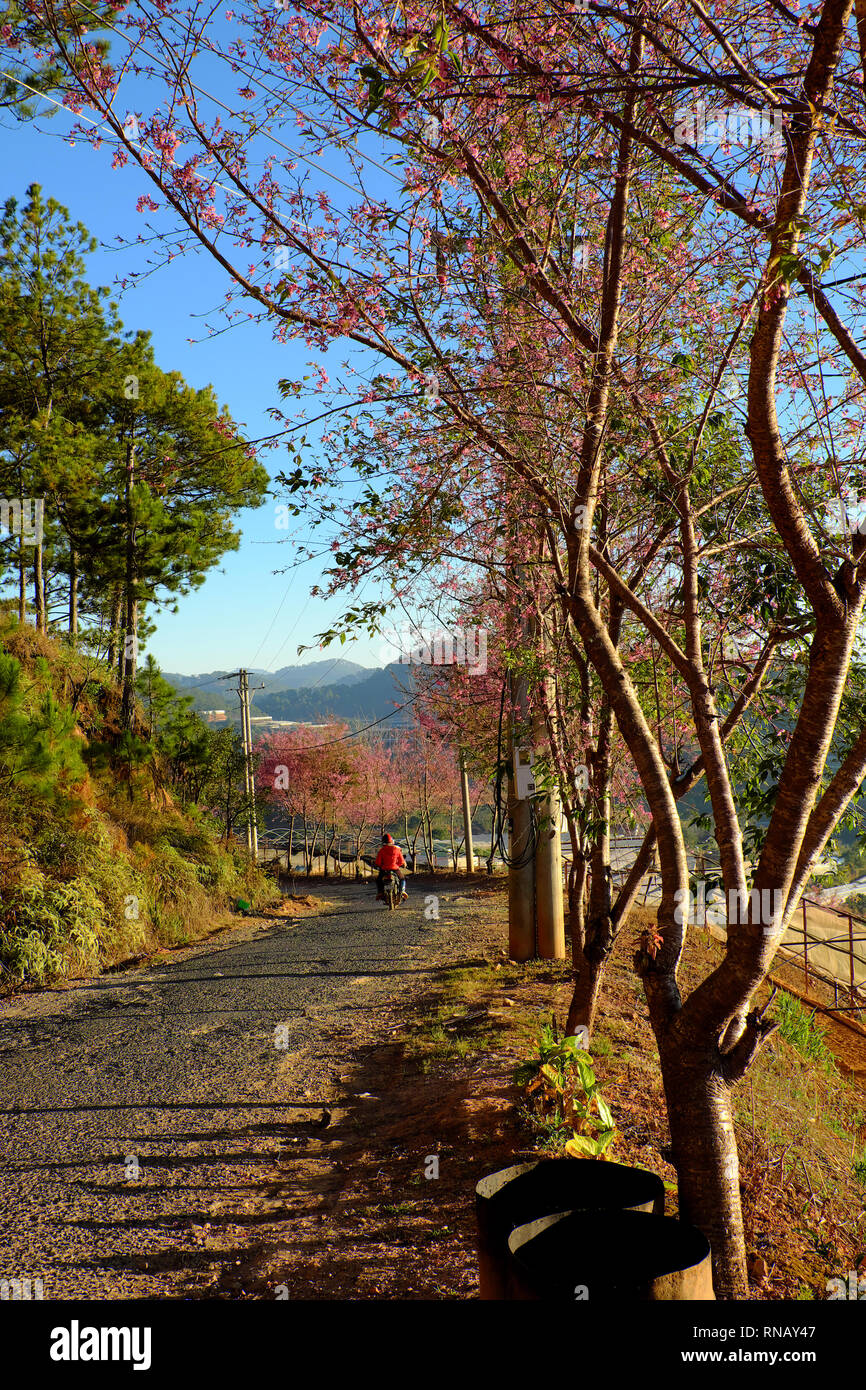 Beautiful landscape, springtime nice cherry blossom tree with pink ...