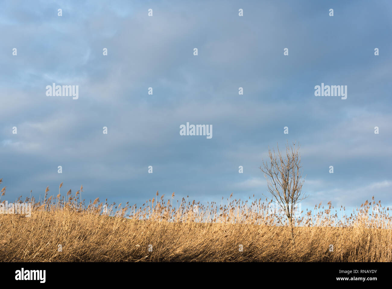 Standing reed light hi-res stock photography and images - Alamy