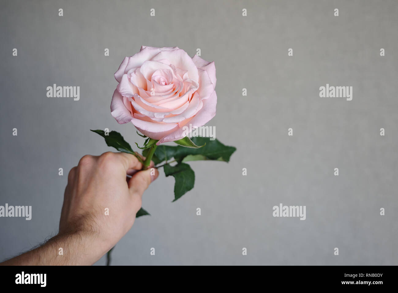 Pink roses alive in the men on grey background Stock Photo - Alamy