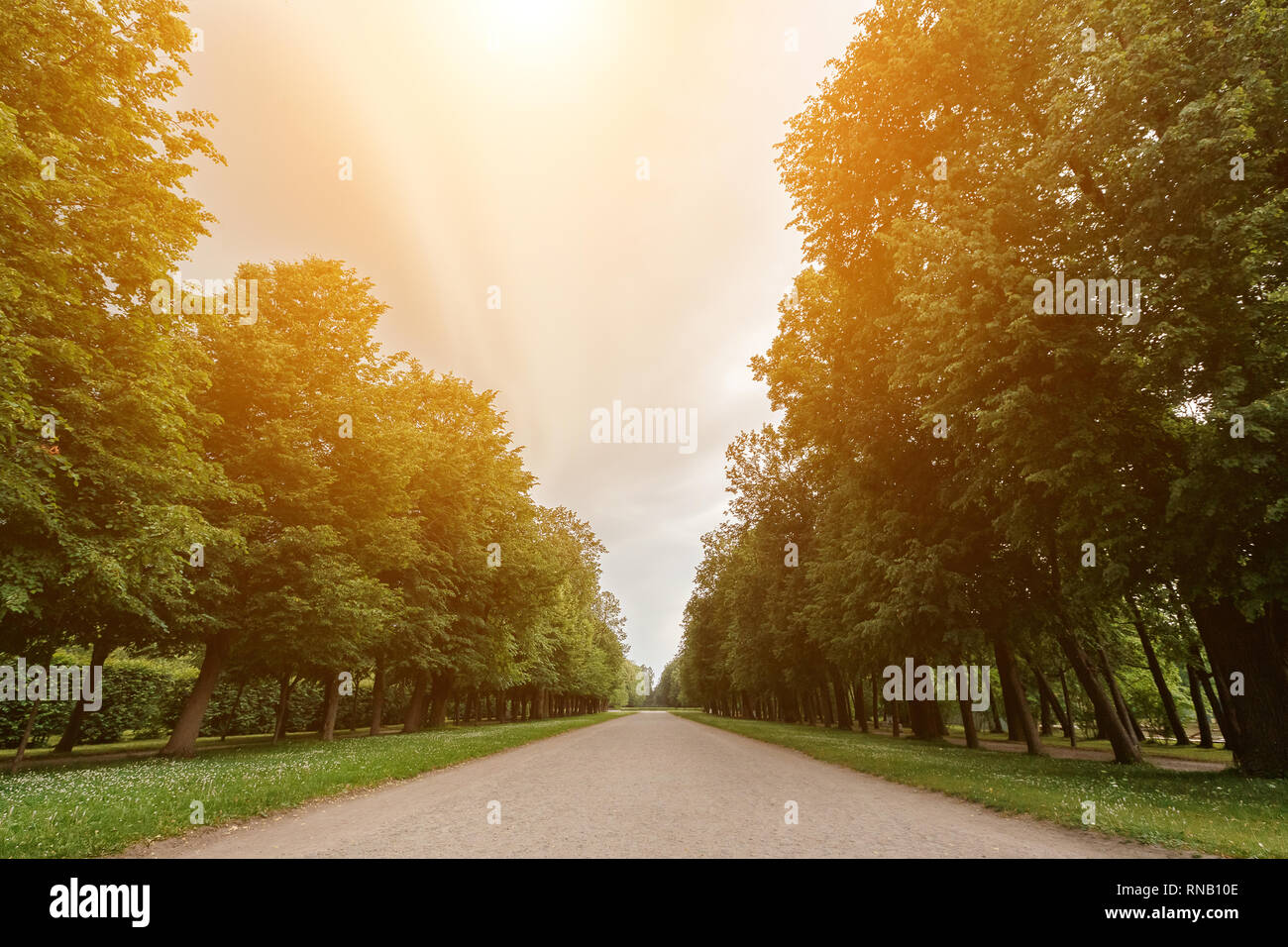 beautiful park scene in public park with green grass field, green tree ...