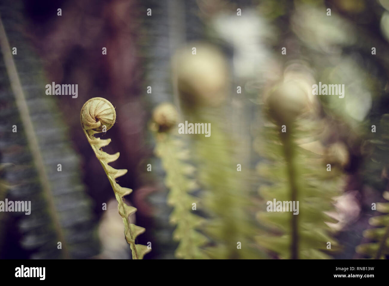 Crown Fern High Resolution Stock Photography and Images - Alamy