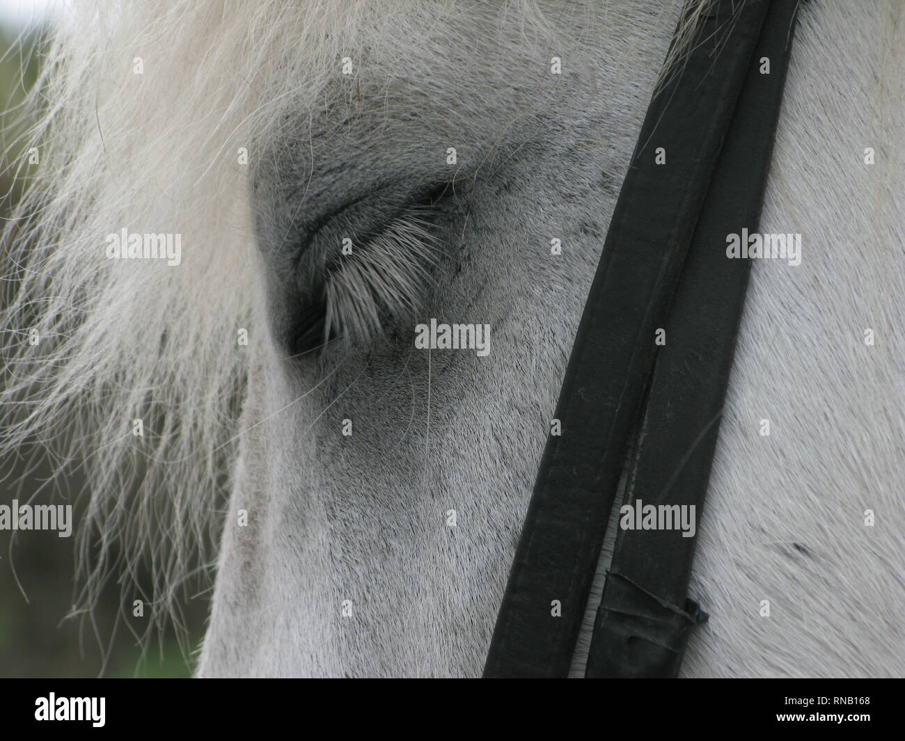 Grey Icelandic horse closeup of eye dozing Stock Photo - Alamy