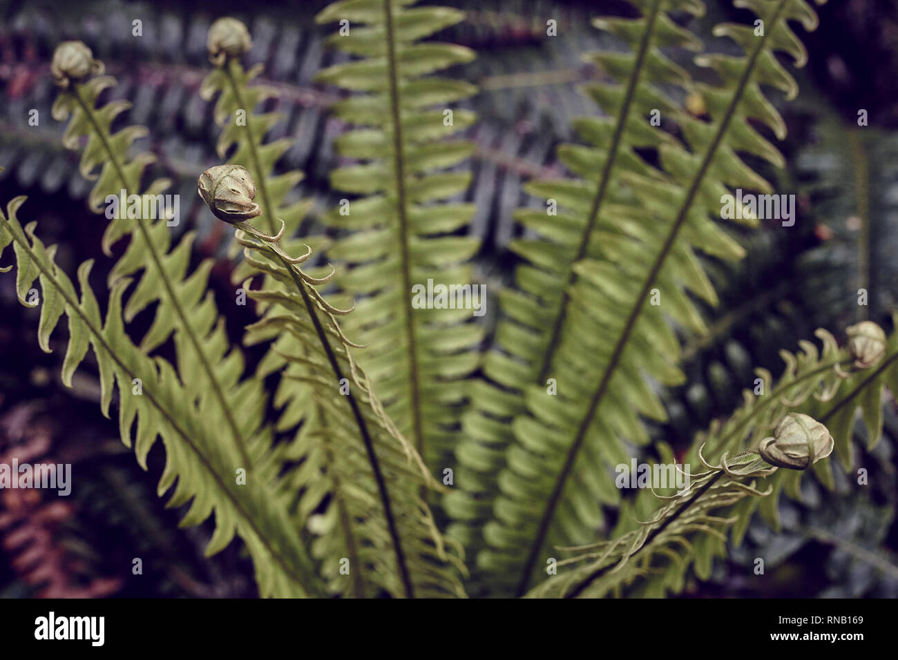 Crown fern hi-res stock photography and images - Alamy