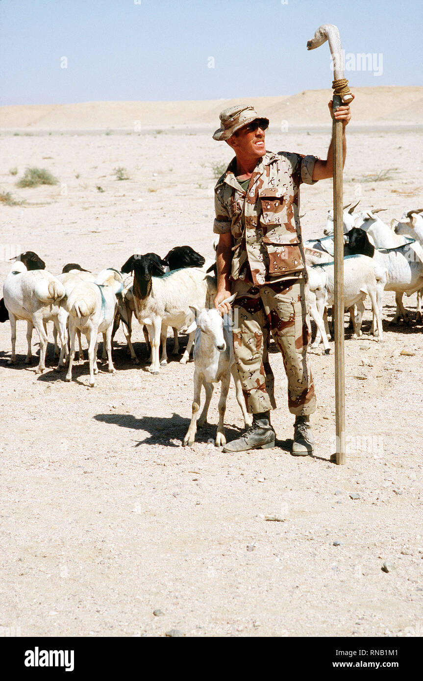 A U.S. soldier holds a goat by the ear. The goats were presented to the ...