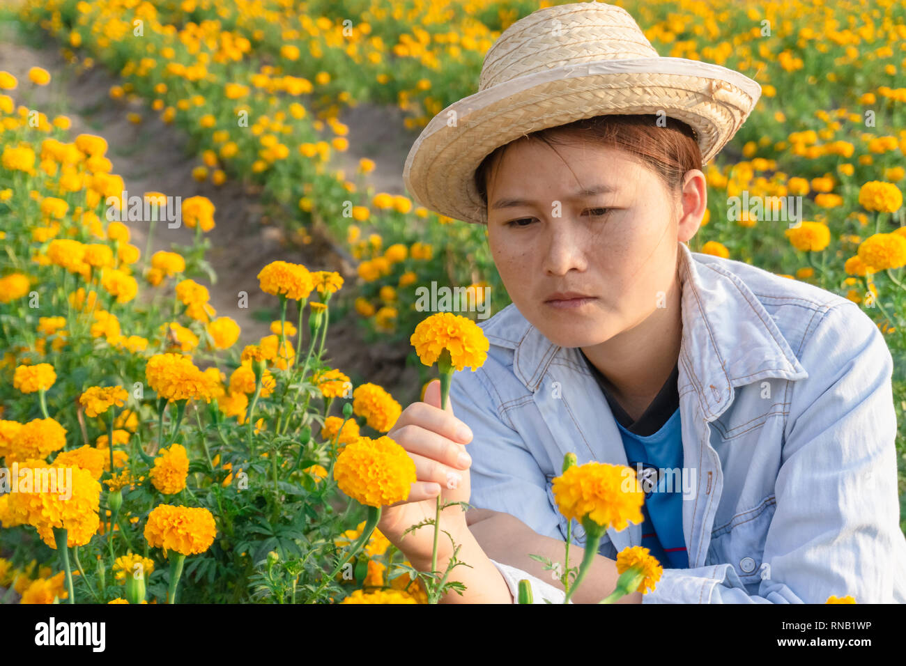 Girl watching yellow marigold flowers Stock Photo - Alamy