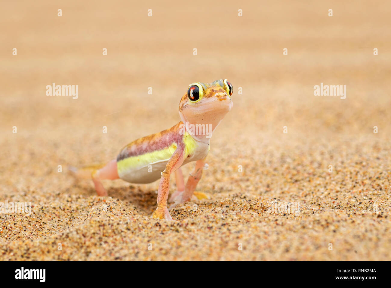 Gecko in the sand hi-res stock photography and images - Alamy