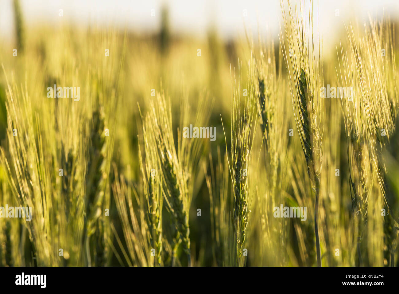 Israel photos hi-res stock photography and images - Alamy