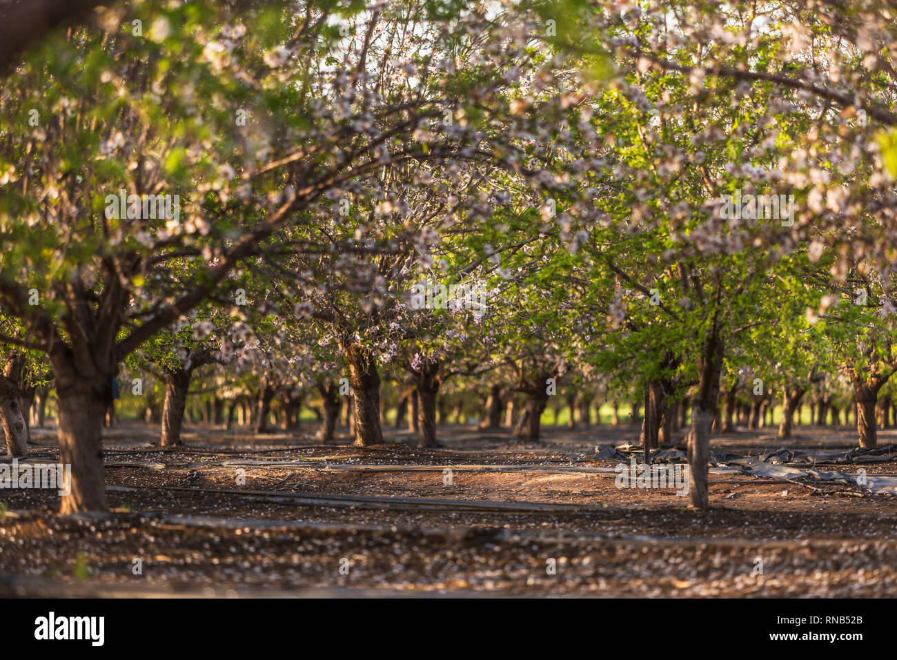 akmond trees, Israel Stock Photo - Alamy