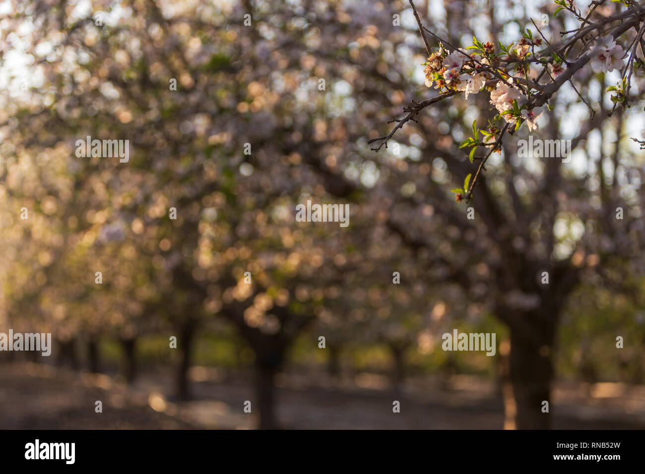 almond plantation in Israel Stock Photo - Alamy