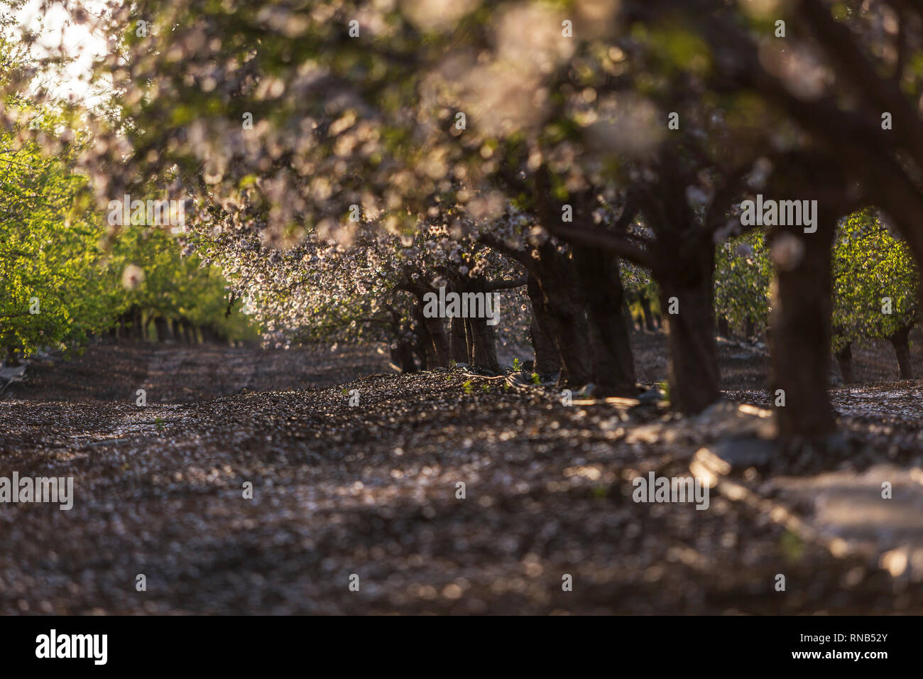 almond plantation in Israel Stock Photo - Alamy