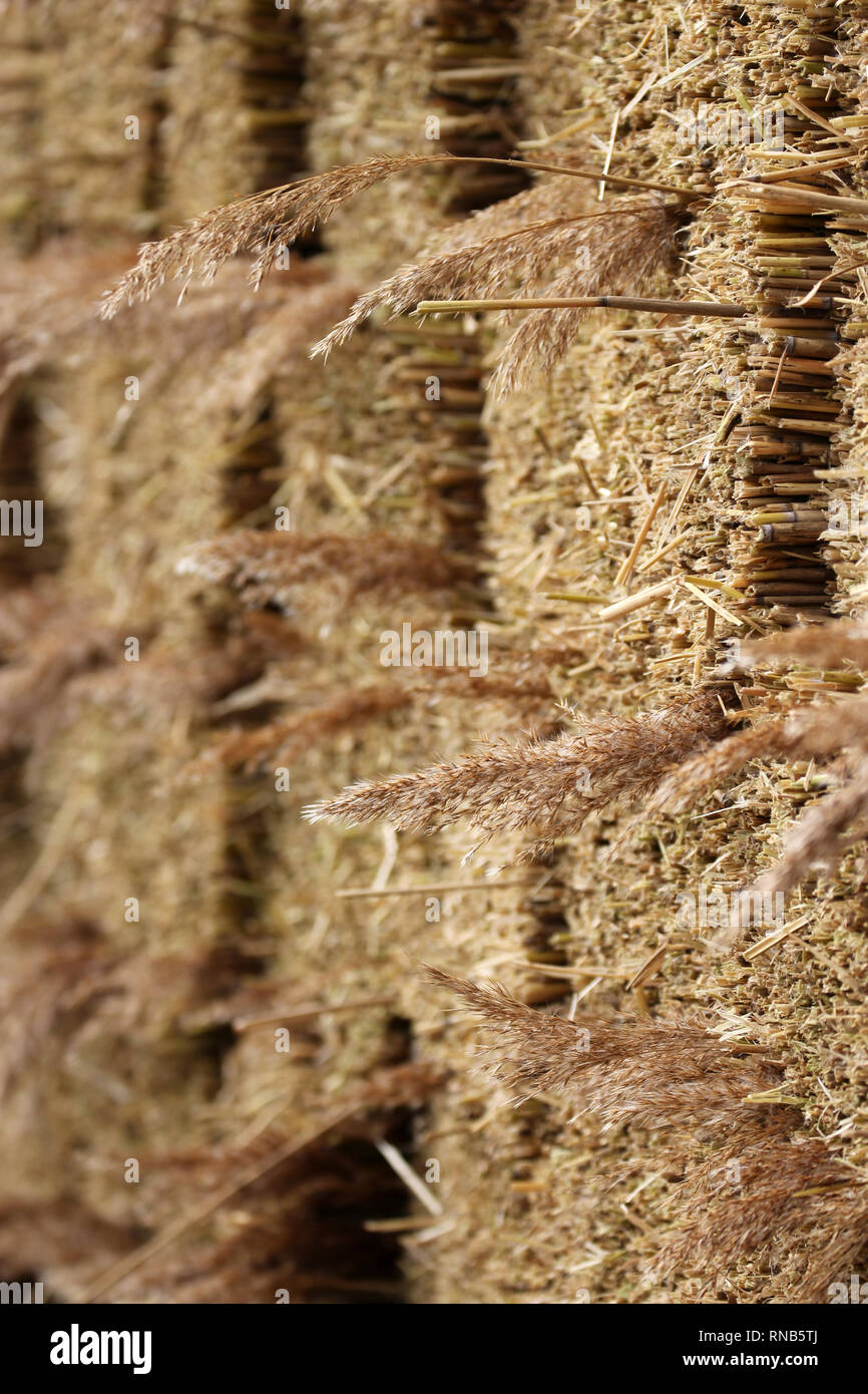 sedge thatching reed stacked Suffolk Stock Photo - Alamy