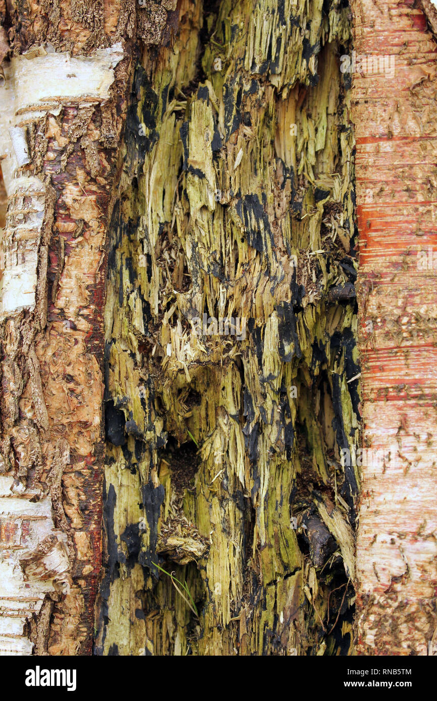 Trunk unusual green hi-res stock photography and images - Alamy