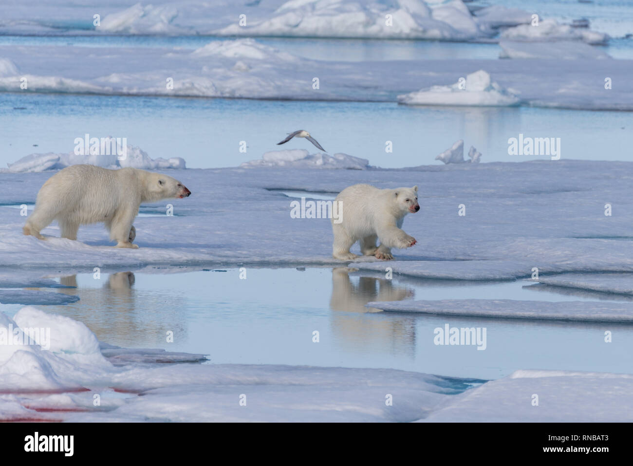 Two wild polar bears going on the pack ice north of Spitsbergen Island ...