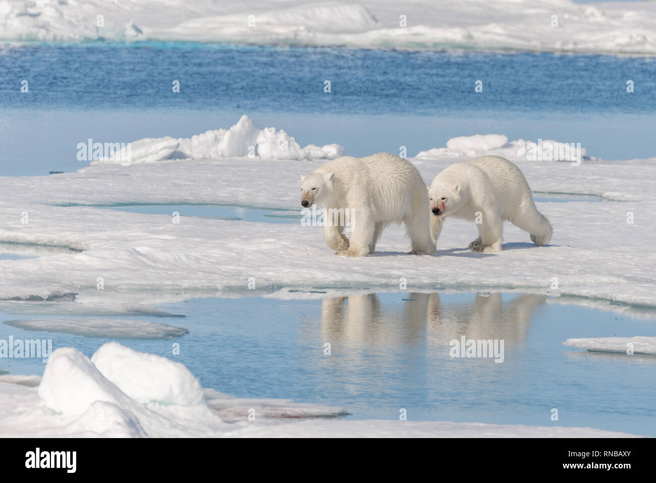 Two wild polar bears going on the pack ice north of Spitsbergen Island ...