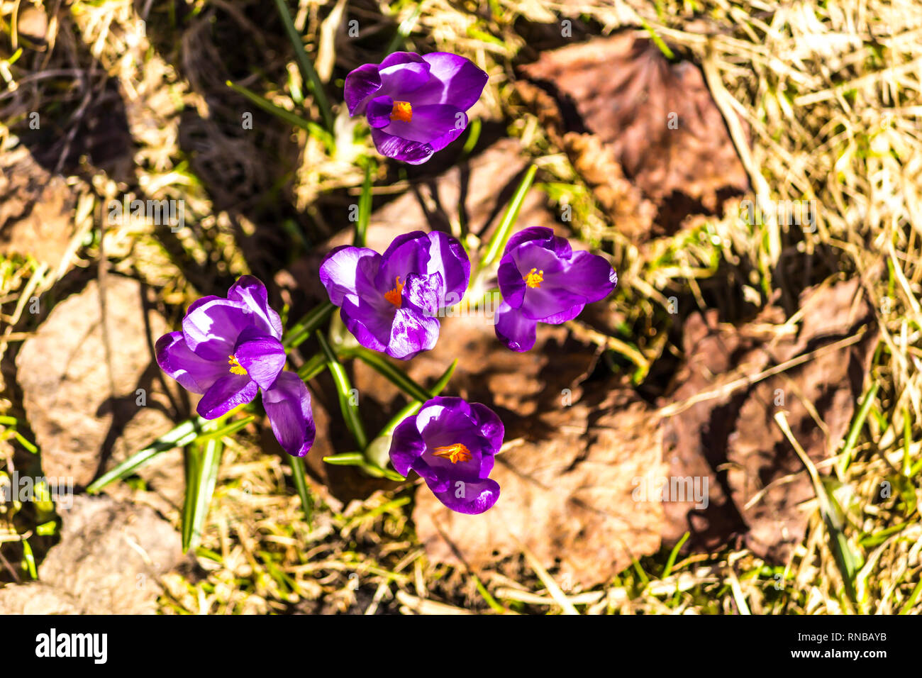 Early summer . Freshly violets in the backyard garden. Site about ...