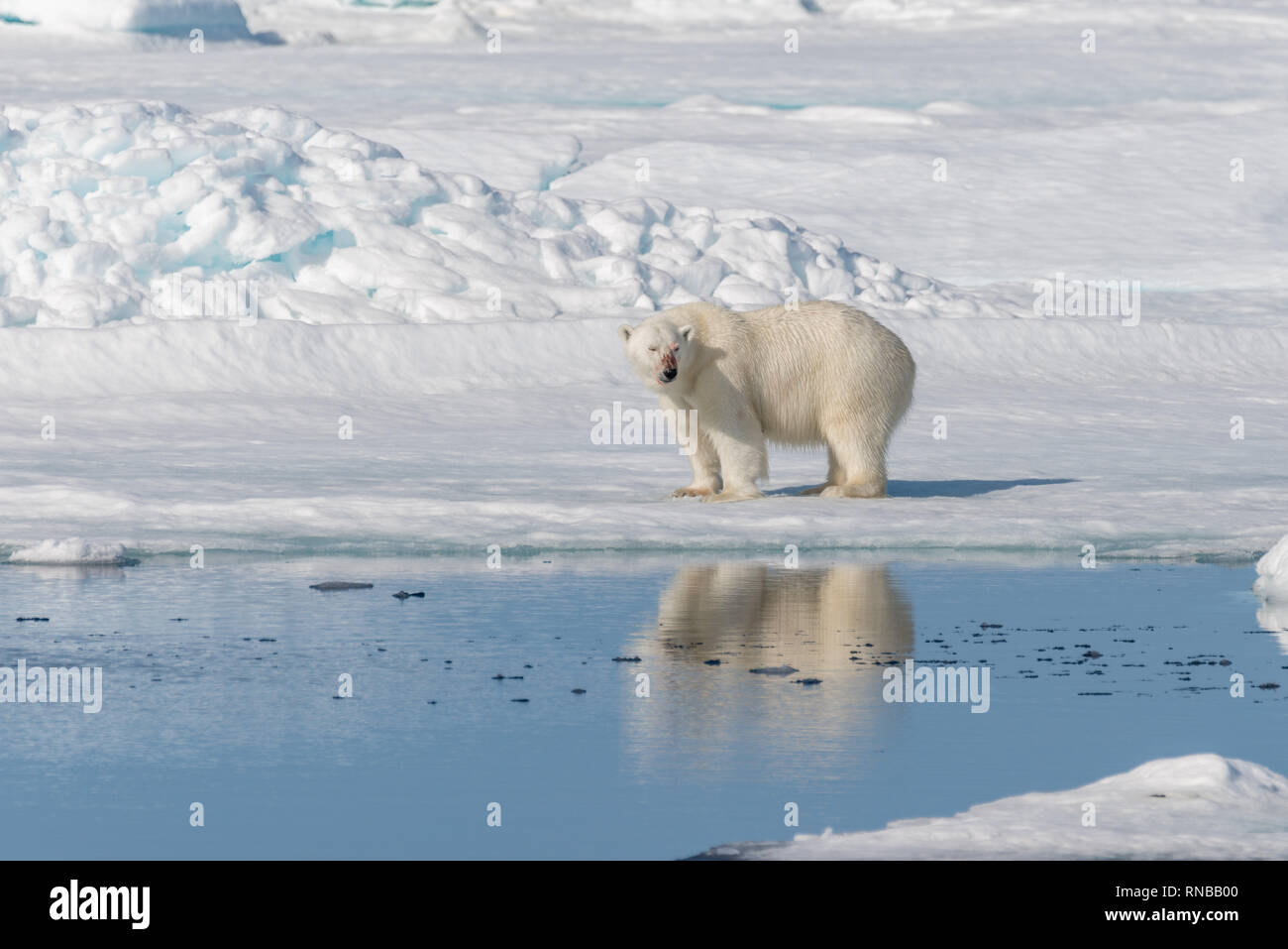 Polar bear (Ursus maritimus) on the pack ice north of Spitsbergen ...