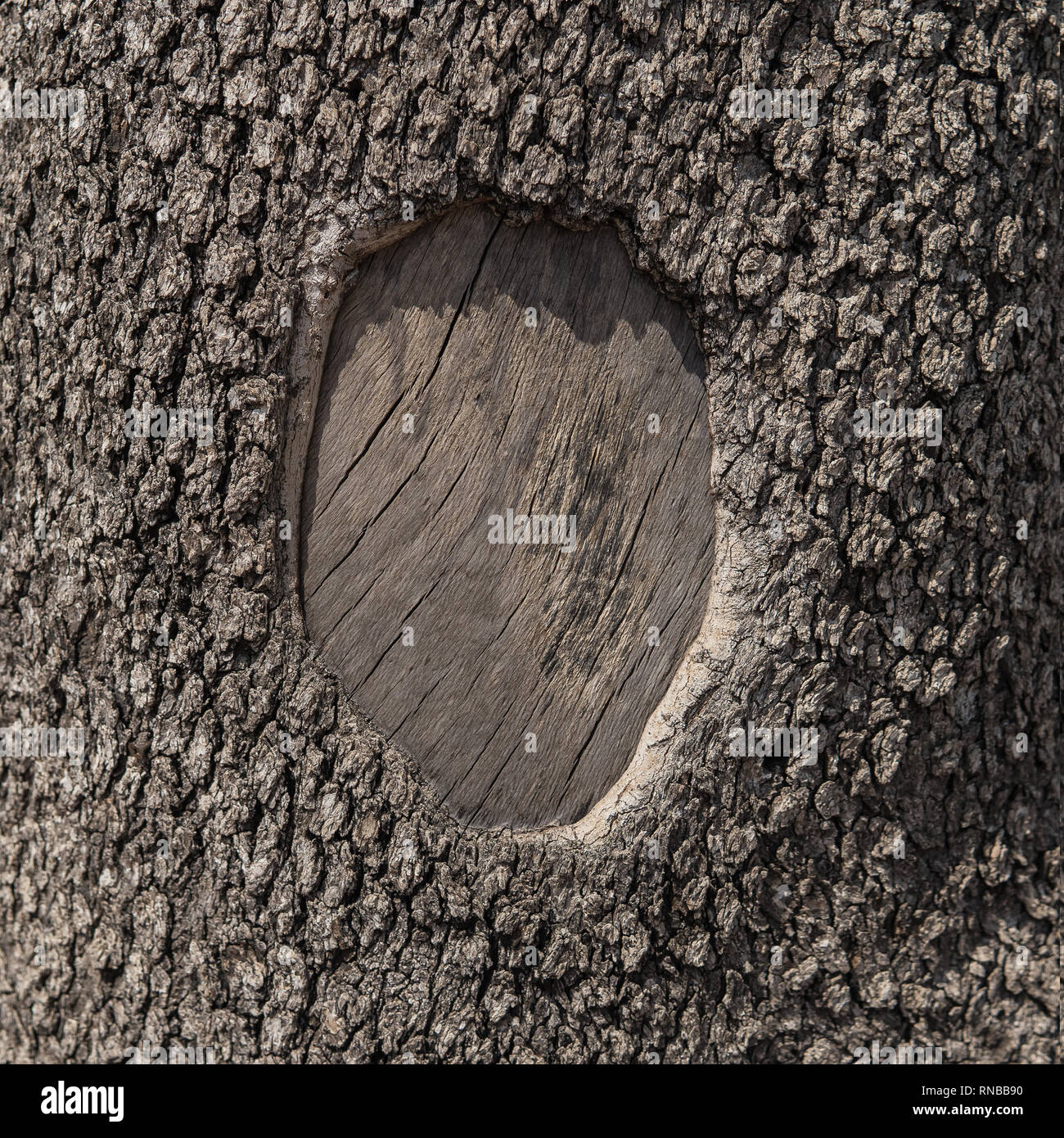 Circle tree cut without bark, wood texture closeup. Gray wooden surface ...