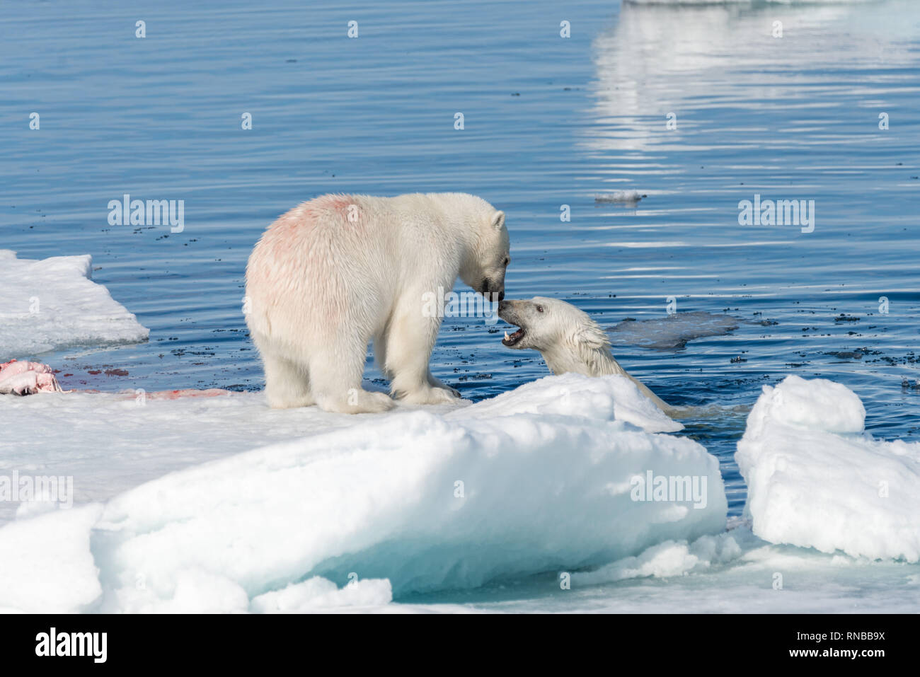 Two wild polar bears eating killed seal on the pack ice north of ...