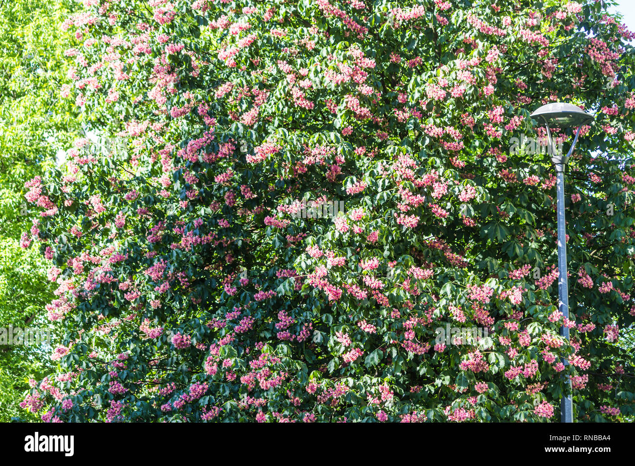 Sunny spring day. Tree shadow on fresh green grass. Background for a ...