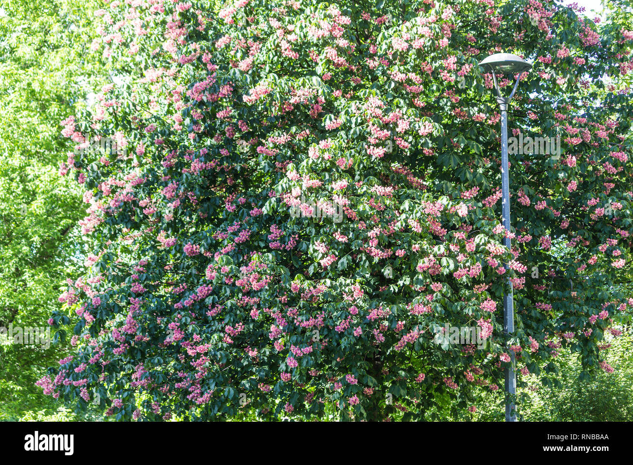 Sunny spring day. Tree shadow on fresh green grass. Background for a ...