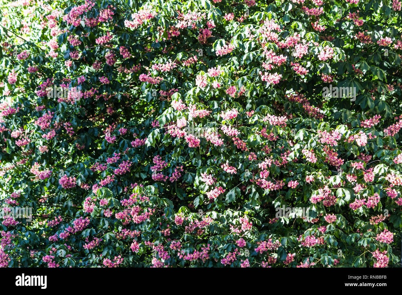 Sunny spring day. Tree shadow on fresh green grass. Background for a ...