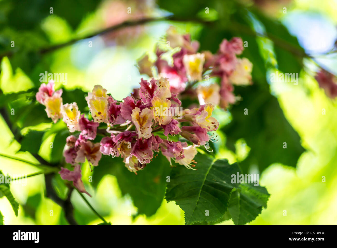 Sunny spring day. Tree shadow on fresh green grass. Background for a ...