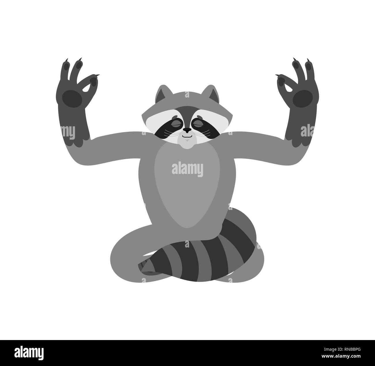 Raccoon yoga. Racoon yogi isolated. Coon Relaxation and meditation ...