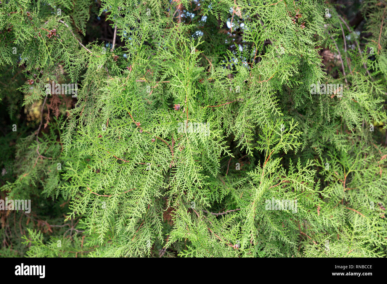 Green Background evergreen tree branches close up Stock Photo - Alamy