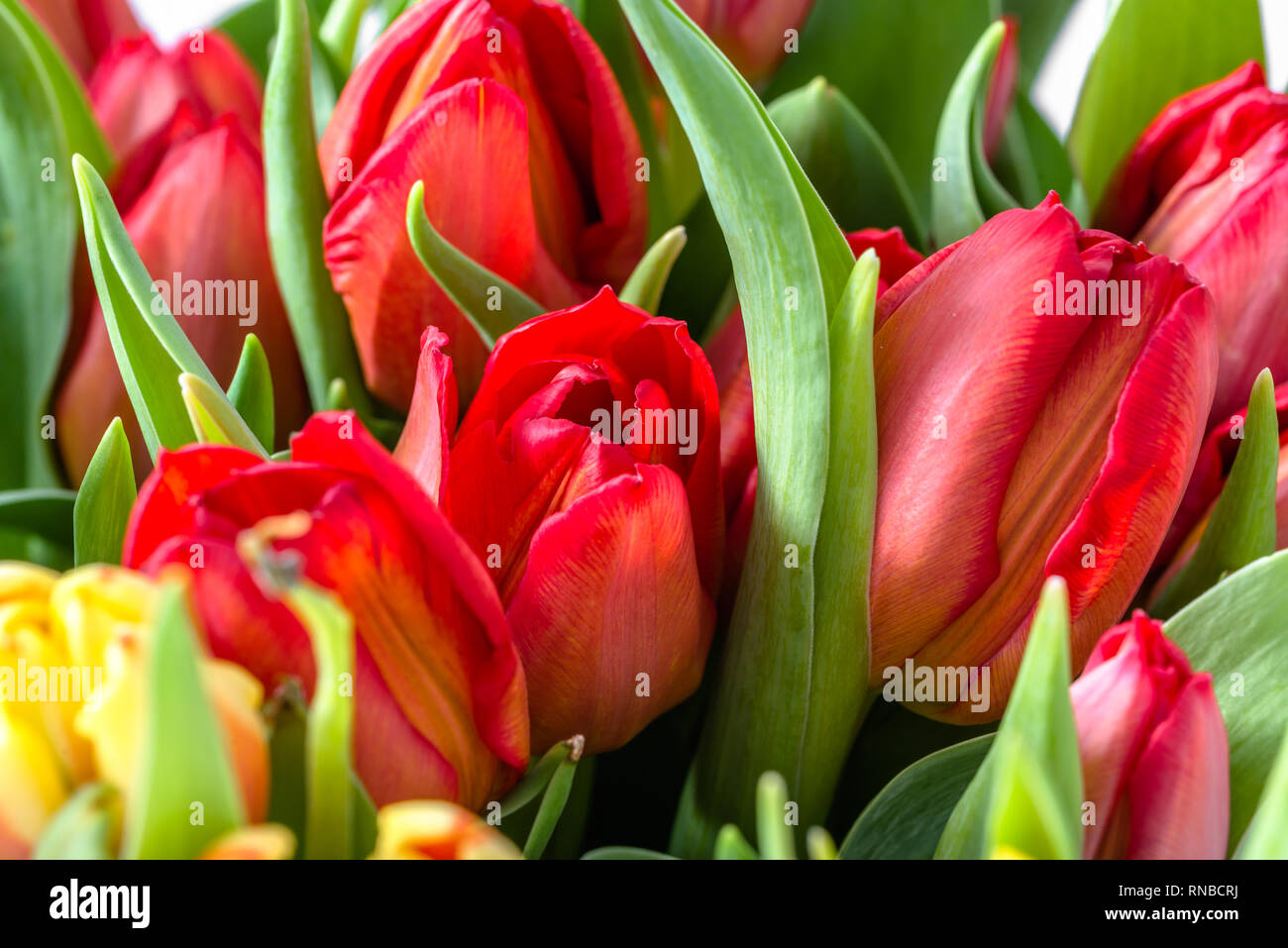 Flowering red tulips, spring background with flowers, macro Stock Photo ...