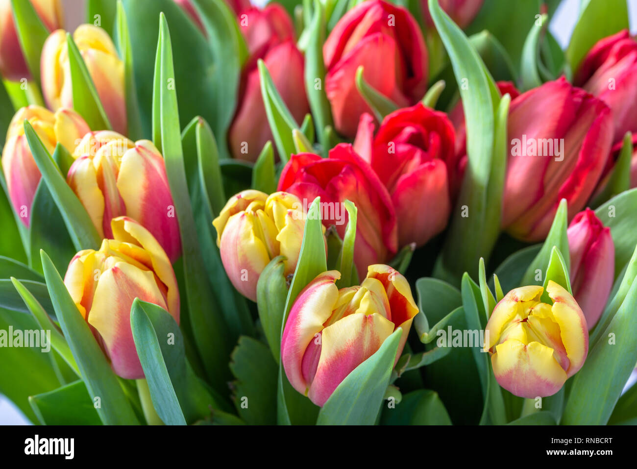 Bunch of spring tulip flowers hi-res stock photography and images - Alamy