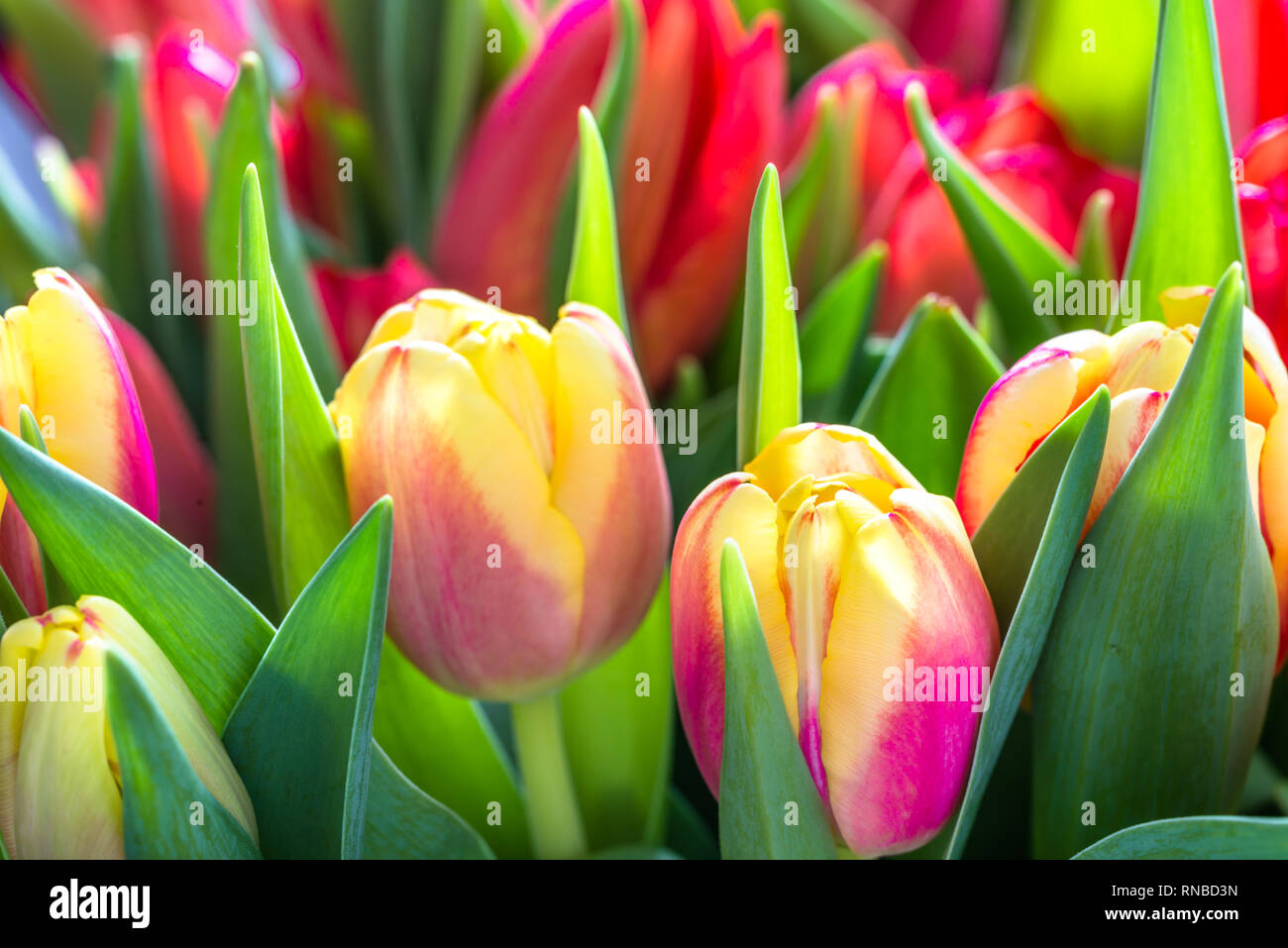 Bunch of spring tulip flowers hi-res stock photography and images - Alamy
