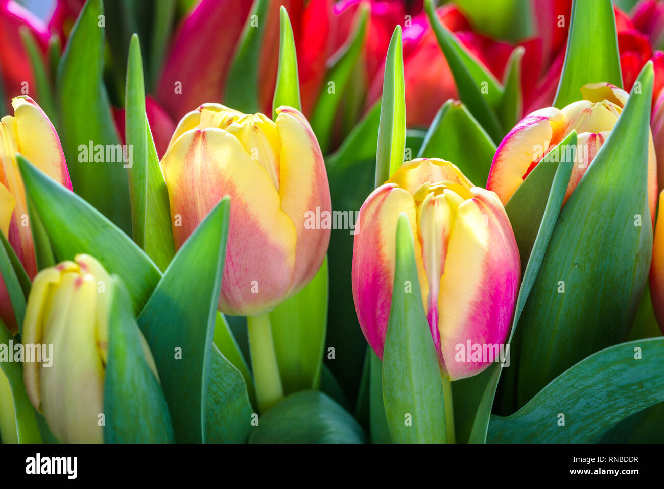 Colorful tulips background, spring flowers, closeup Stock Photo - Alamy