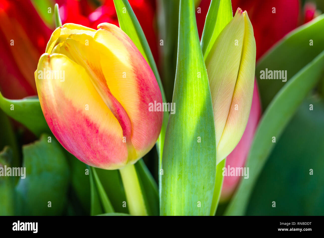 Macro flower background hi-res stock photography and images - Alamy