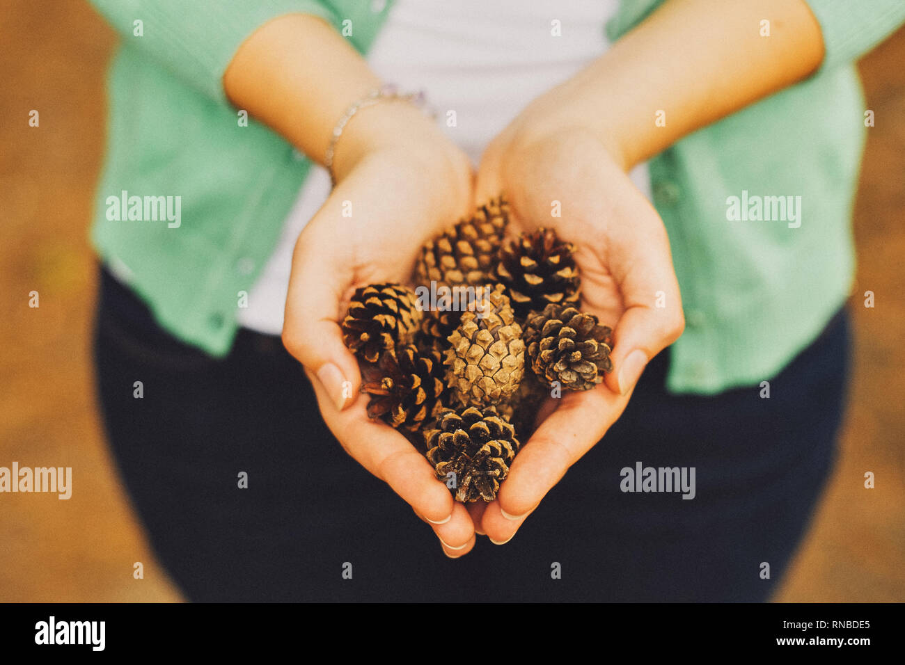 Woman holding pine cone, closeup girl shows in frame Stock Photo - Alamy