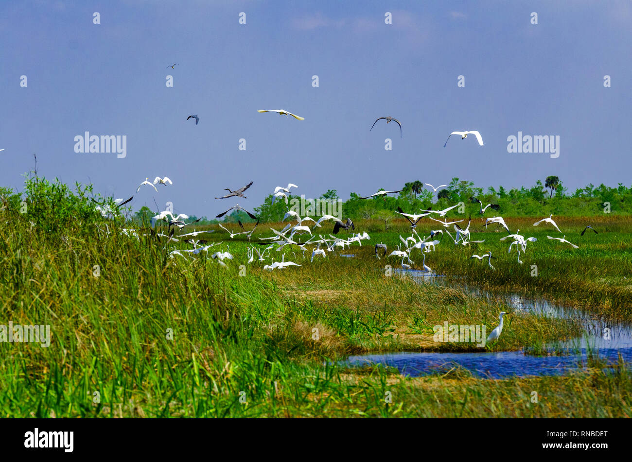Everglades egret flock hi-res stock photography and images - Alamy